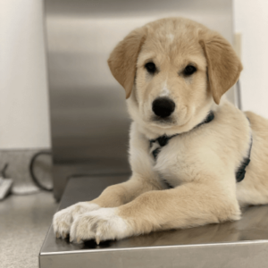 Pet Vaccinations Near Me 97402 - Four Corners Veterinary Clinic